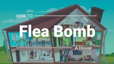 Step by Step instructions to Flea Bomb your house | How to use a flea bomb